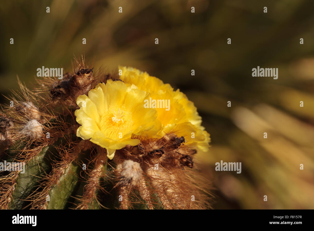 Yellow cactus flower on Notocactus warasii blooms in a desert in Brazil ...