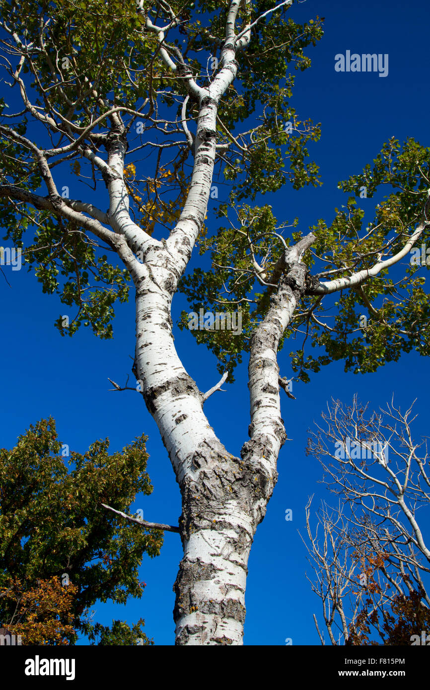Copper Birch Tree Stock Photos & Copper Birch Tree Stock Images - Alamy