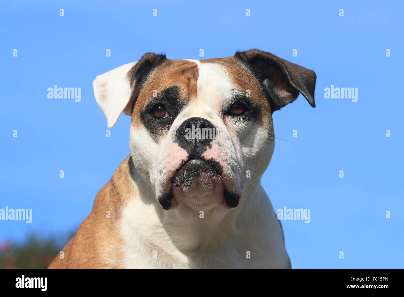 Continental bulldog hi-res stock photography and images - Alamy
