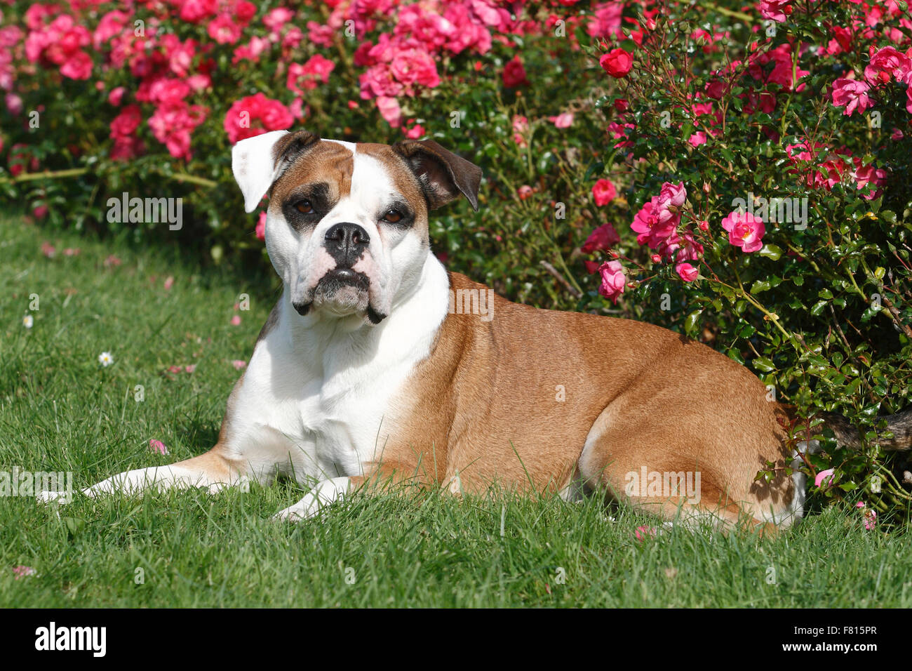 Continental bulldog hi-res stock photography and images - Alamy