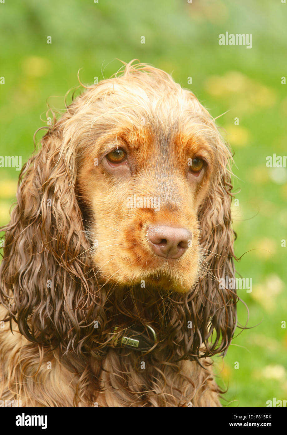 Female spaniel hi-res stock photography and images - Alamy
