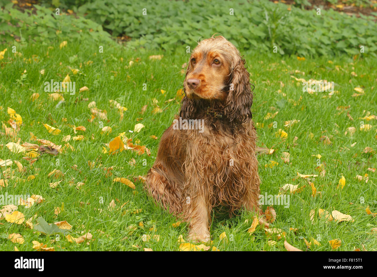 English cocker spaniel portrait hi-res stock photography and images - Alamy