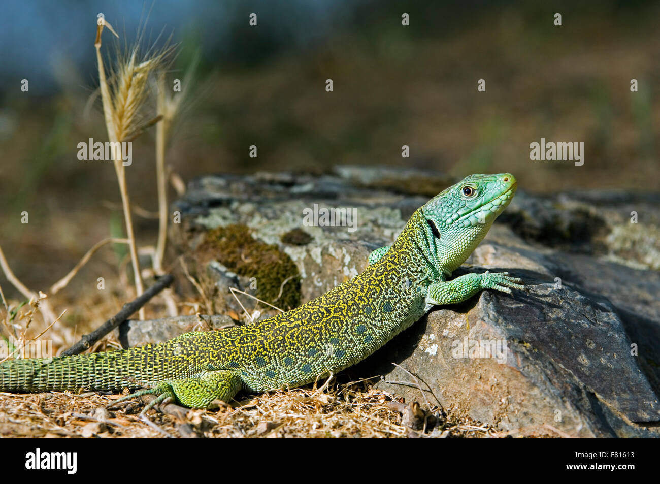 Jeweled Lacerta Articles