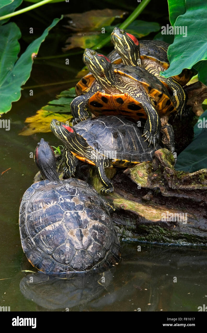 Red-eared sliders / red-eared terrapins (Trachemys scripta elegans ...