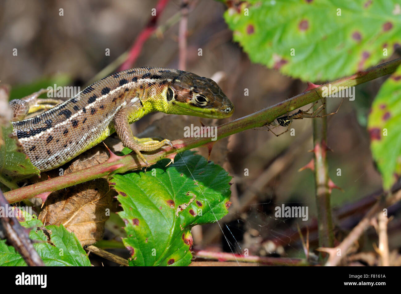 Western green lizard (Lacerta bilineata), juvenile stalking spider in ...