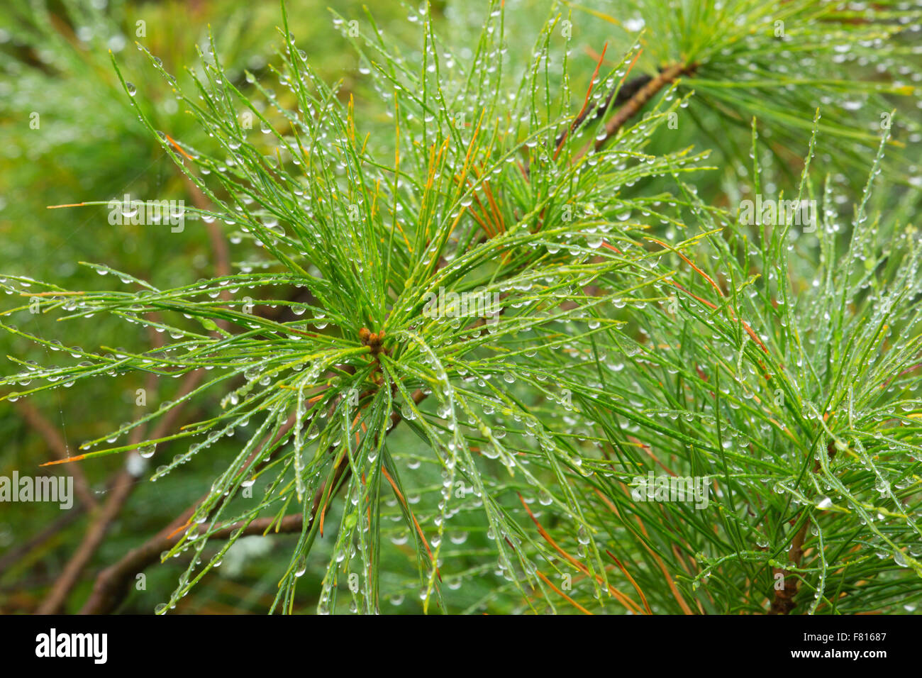 White pine forest pinus strobus hi-res stock photography and images - Alamy