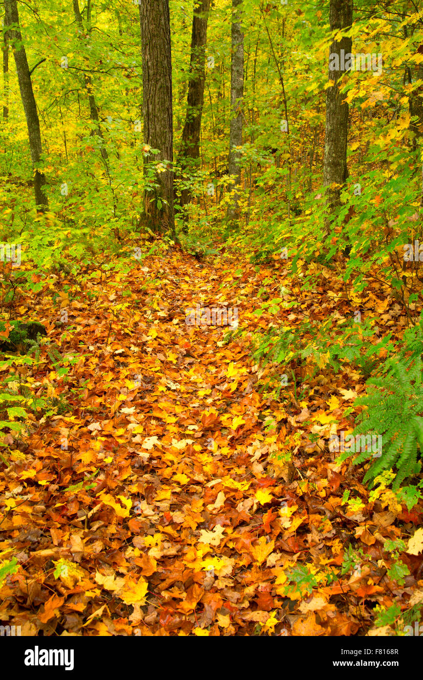 Wolf Mountain Trail, Ottawa National Forest, Michigan Stock Photo - Alamy