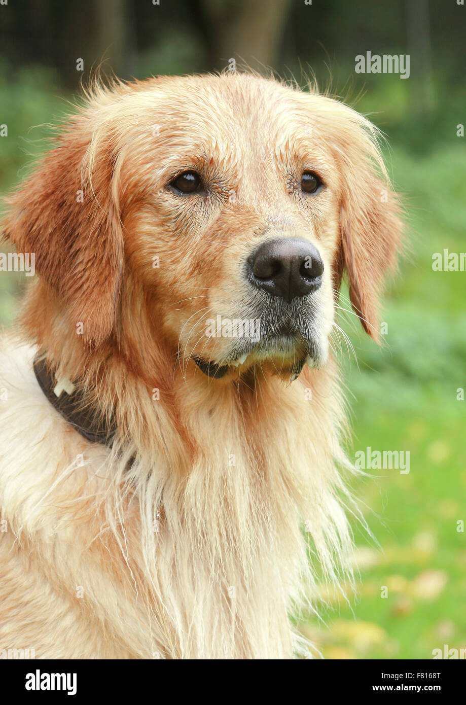 golden retriever in autumnal leaves, male Stock Photo - Alamy