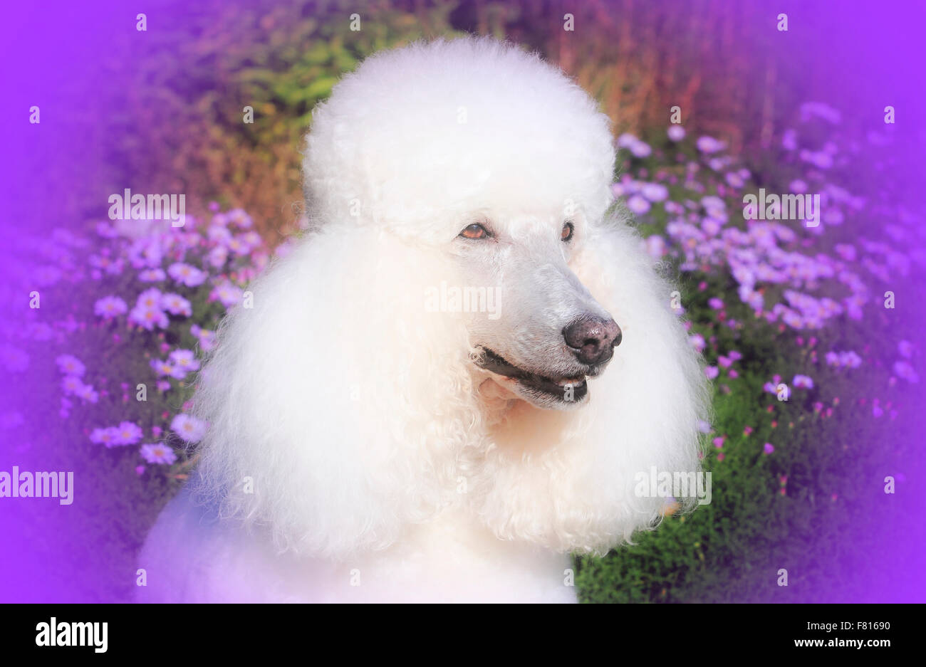 Old poodle dog hi-res stock photography and images - Alamy