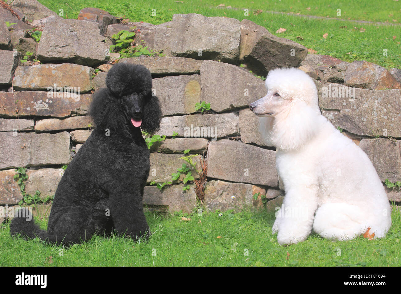 Animals black poodle poodles hi-res stock photography and images - Alamy