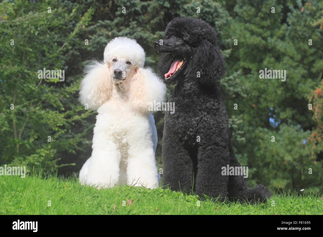 Animals black poodle poodles hi-res stock photography and images - Alamy