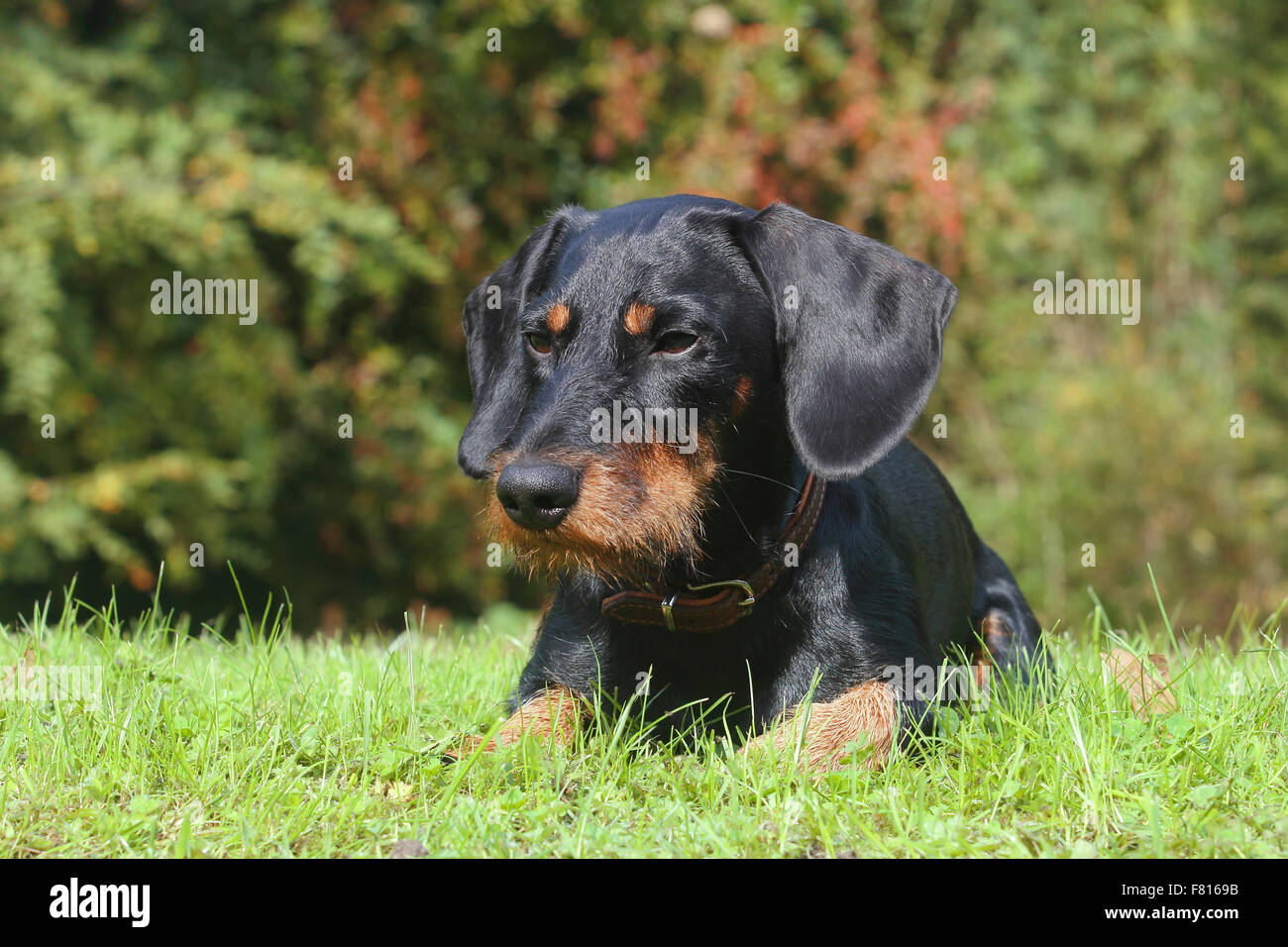 Dackel teckel portrait hi-res stock photography and images - Alamy