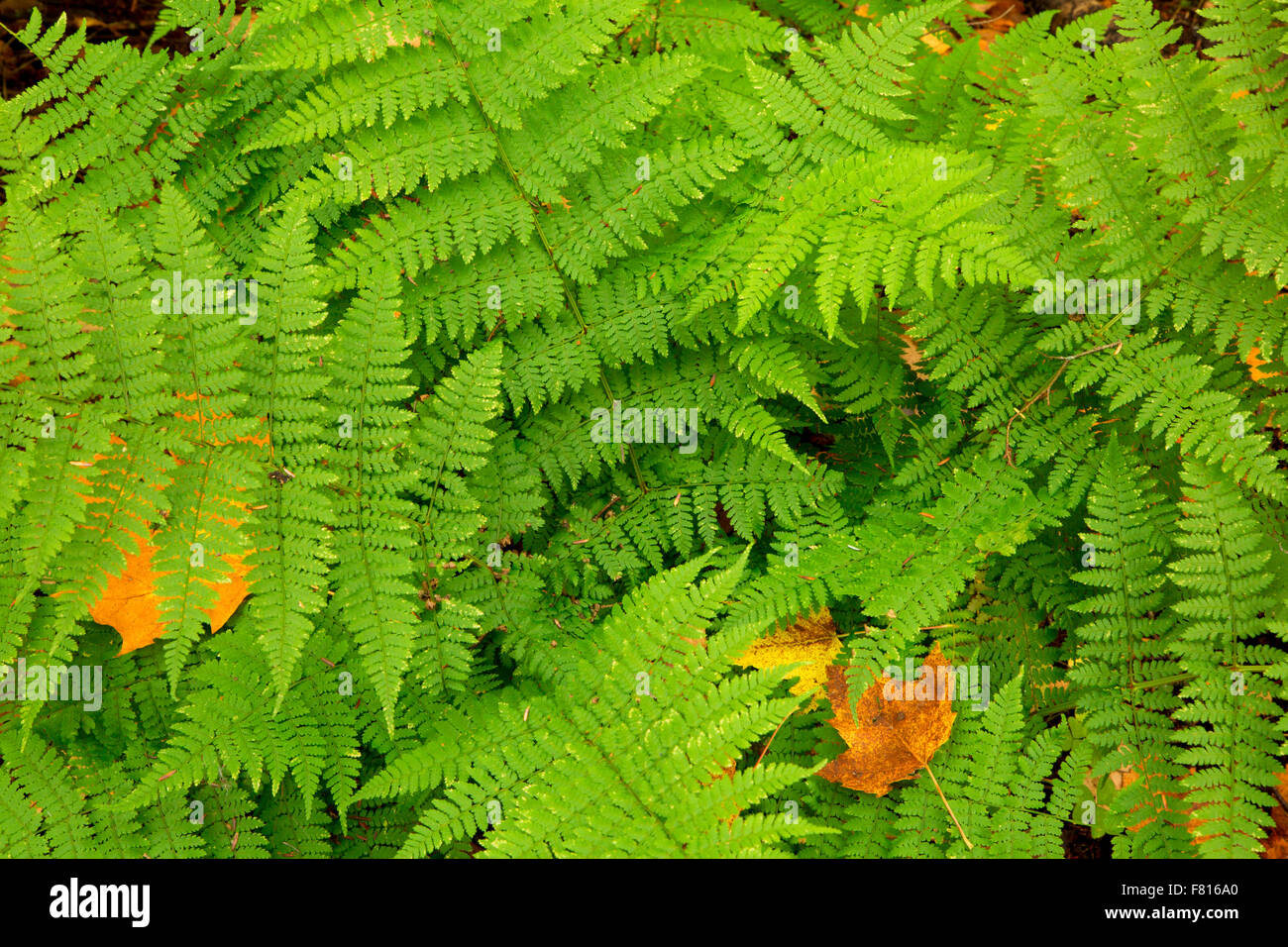 Fern, Sylvania Wilderness, Ottawa National Forest, Michigan Stock Photo ...