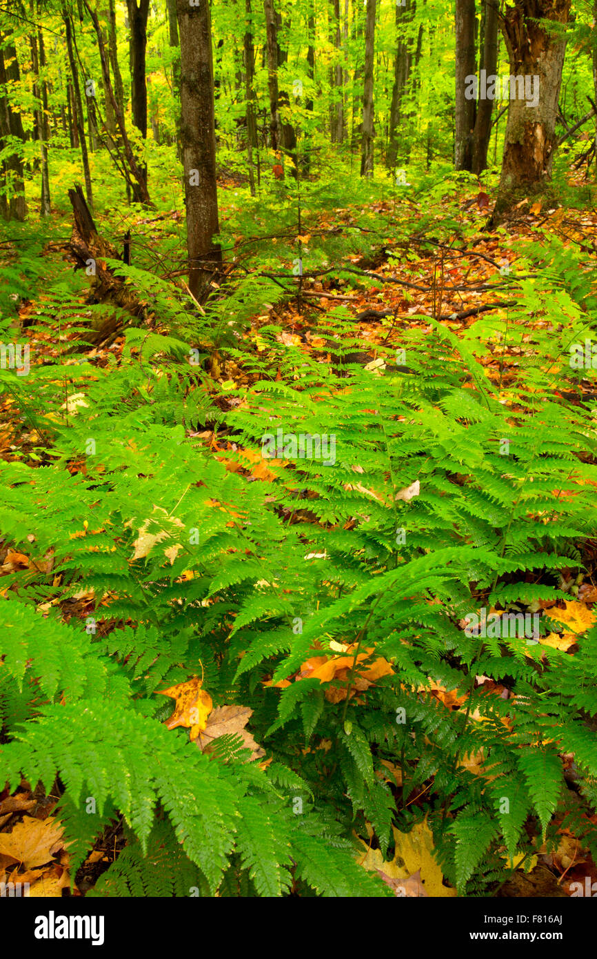 Ferns in forest along Beaver Lodge Trail, Ottawa National Forest ...