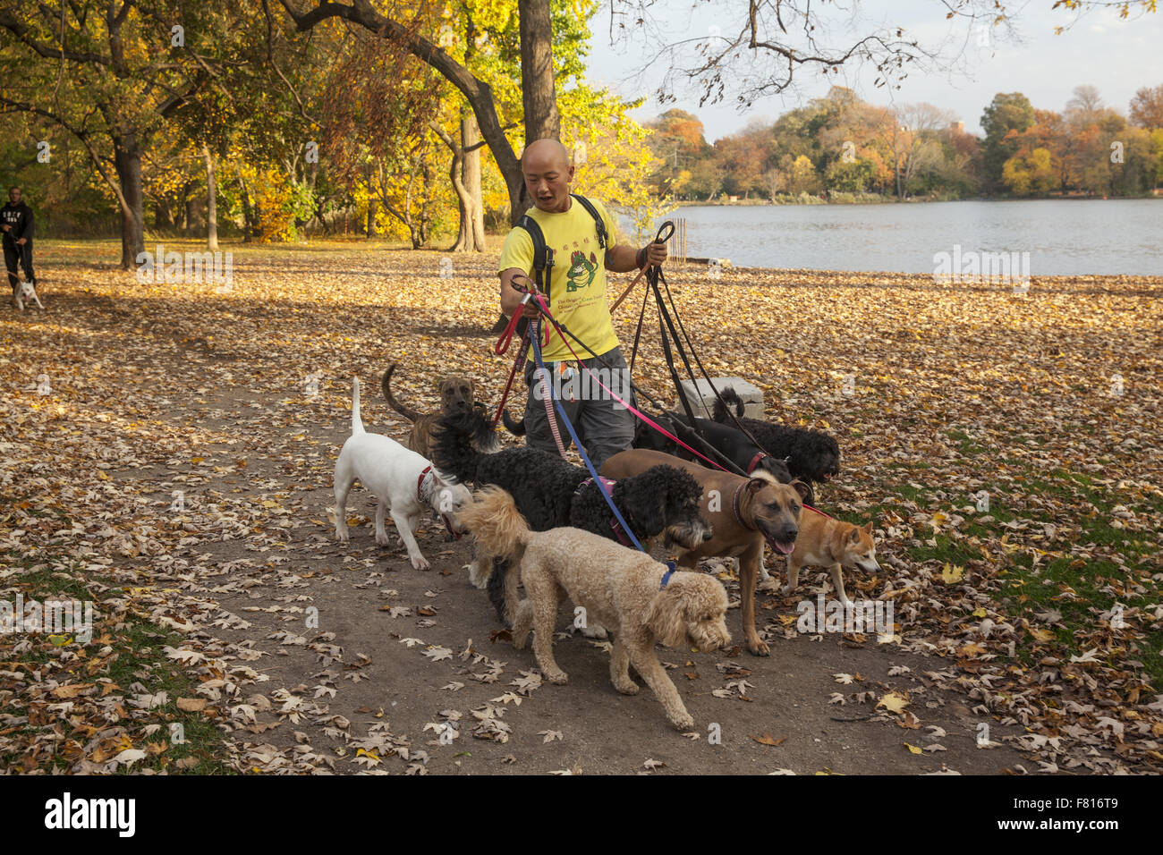 Professional dog walker hi-res stock photography and images - Alamy