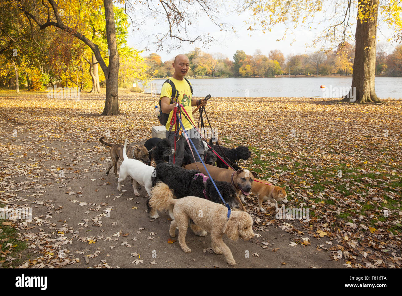 Dog walker hi-res stock photography and images - Alamy