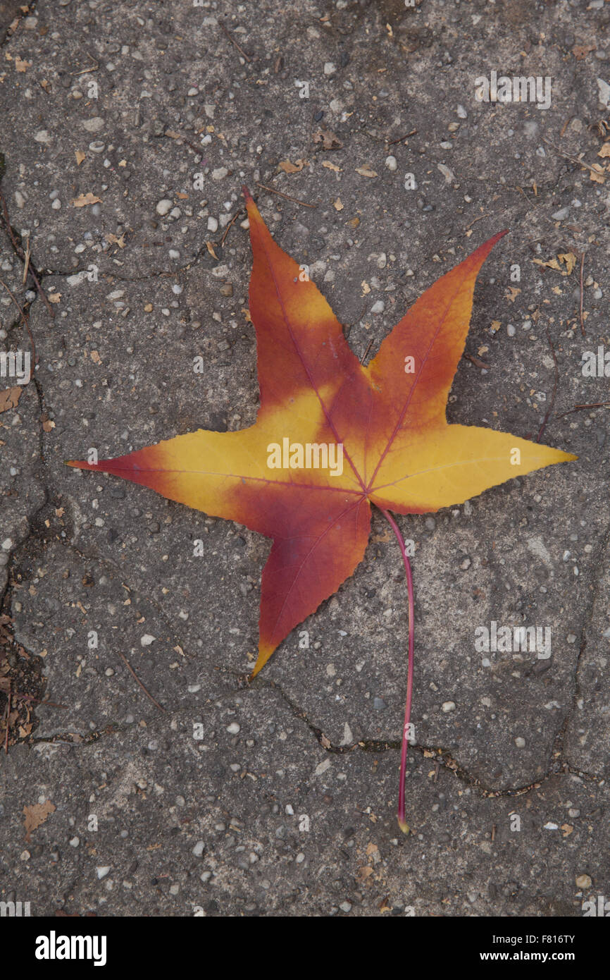 Colorful Liquidambar or Sweet Gum tree leaf in Prospect Park, Brooklyn ...