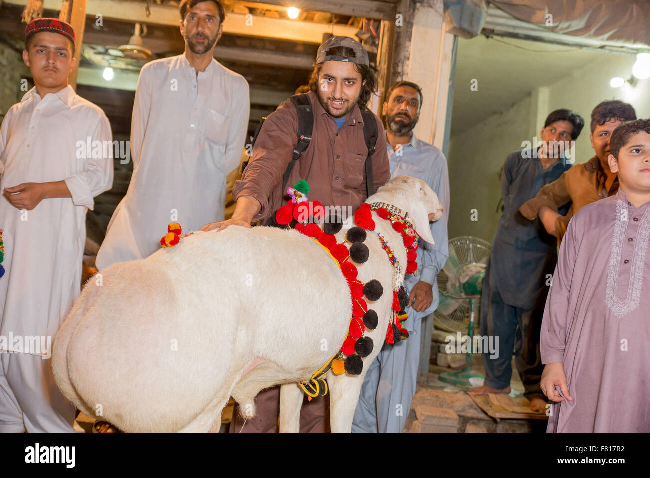 PESHAWAR, PAKISTAN, 23 Sep 2015: Vendor selling healthy sheep 200-250 ...