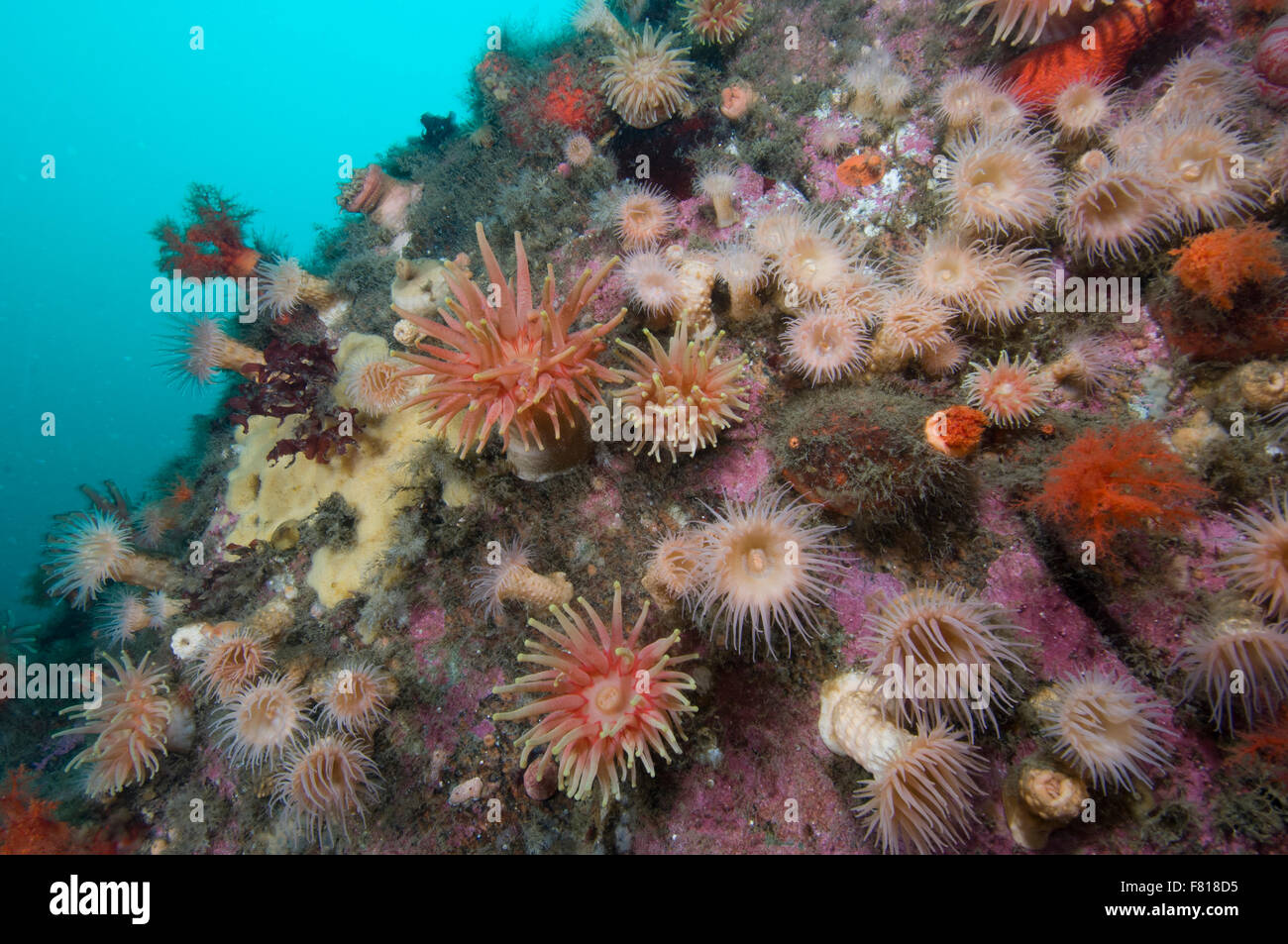 Northern Red Anemones and Nodular anemones underwater in the St ...