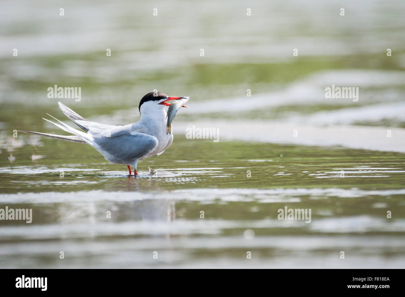 Common Tern feeding Stock Photo - Alamy