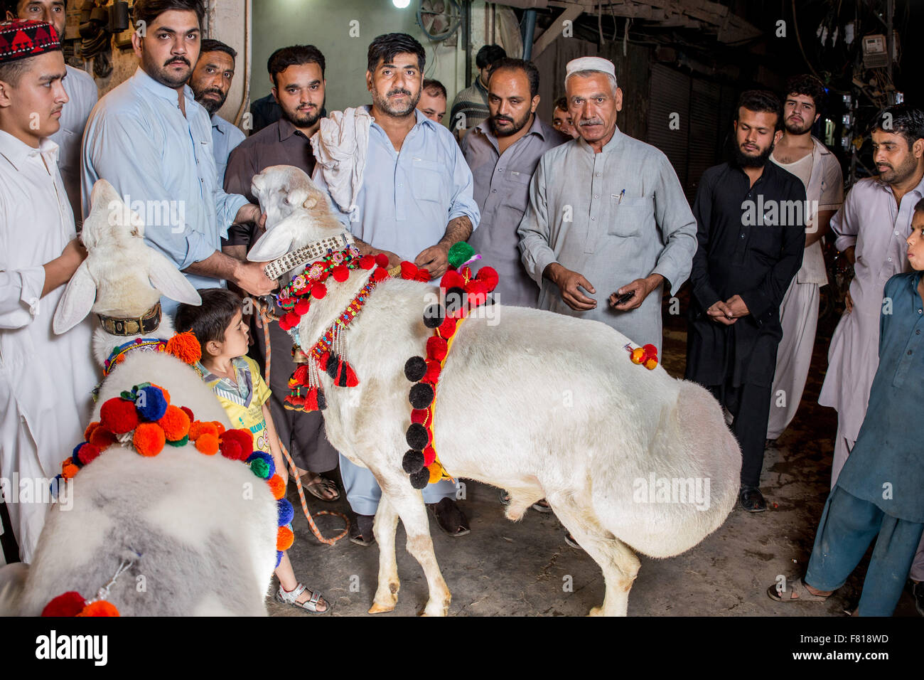 PESHAWAR, PAKISTAN, 23 Sep 2015: Vendor selling healthy sheep 200-250 ...