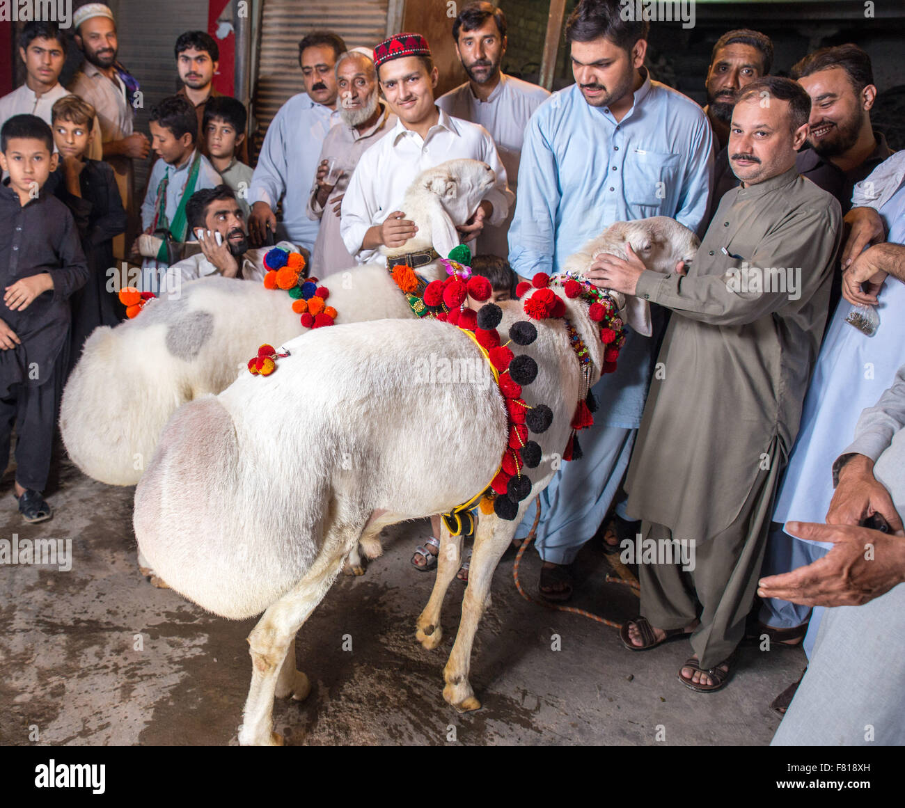 PESHAWAR, PAKISTAN, 23 Sep 2015: Vendor selling healthy sheep 200-250 ...