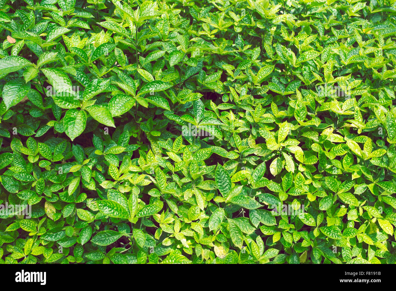 green wall of fresh tropical plants in Singapore city Stock Photo - Alamy
