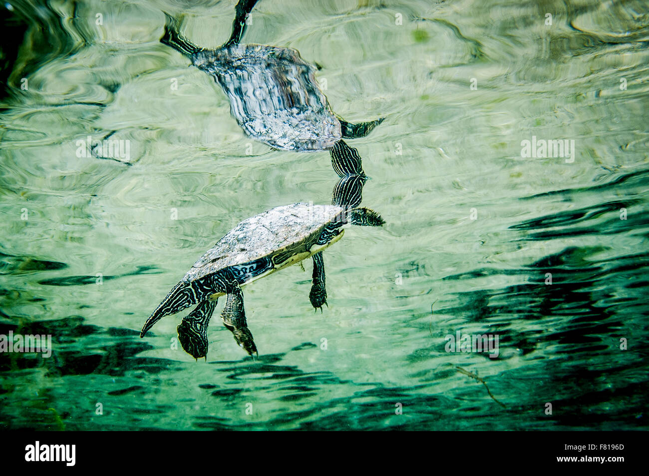 Map turtle hi-res stock photography and images - Alamy