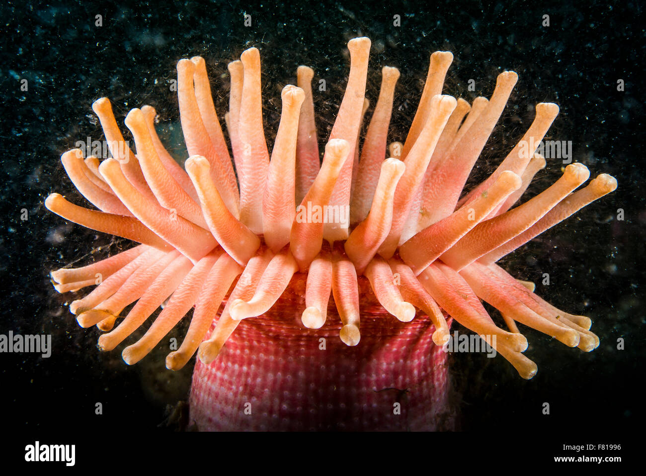 Northern Red Anemone underwater in the St. Lawrence river Stock Photo ...