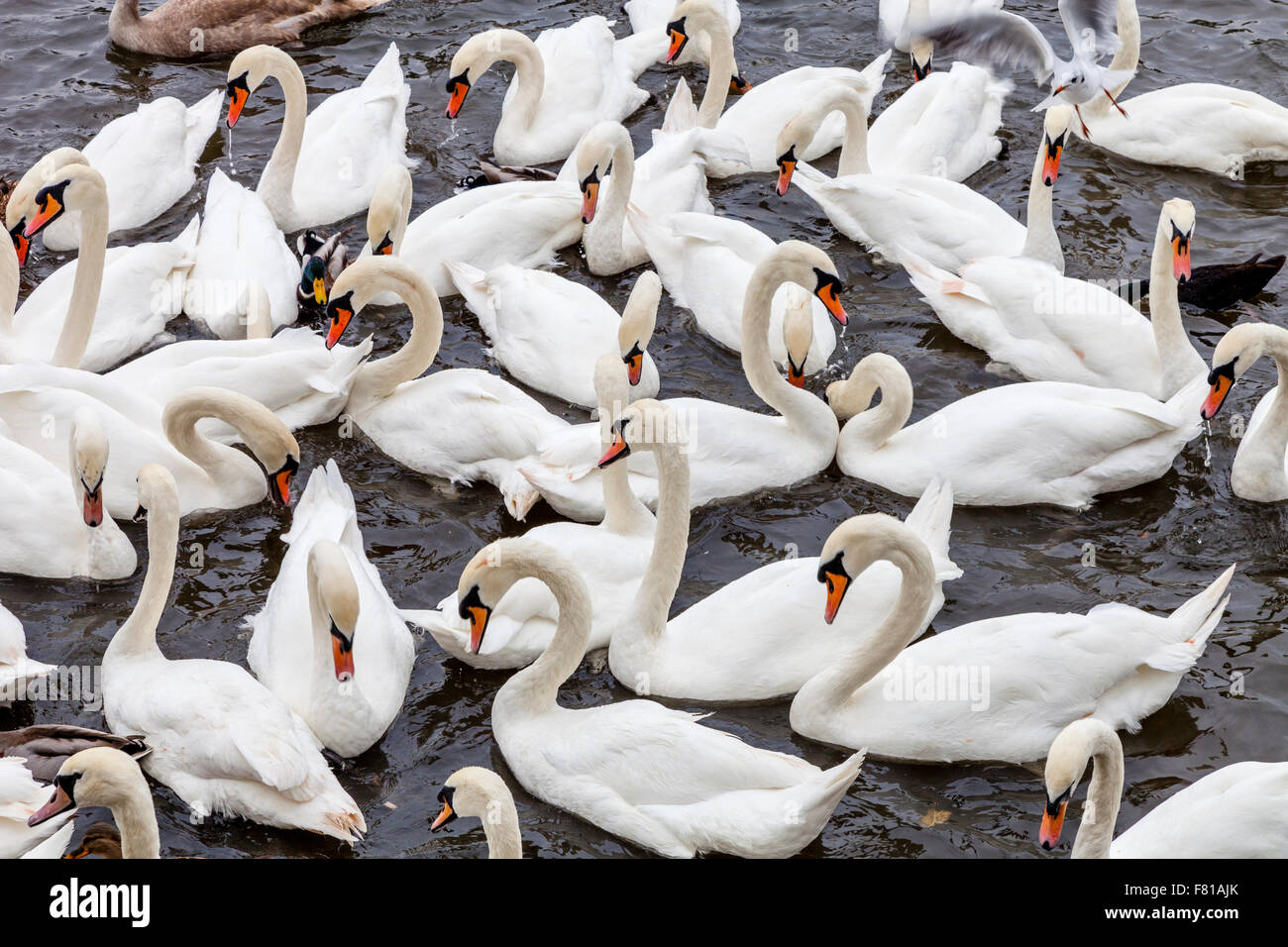Swans river thames windsor hi-res stock photography and images - Alamy