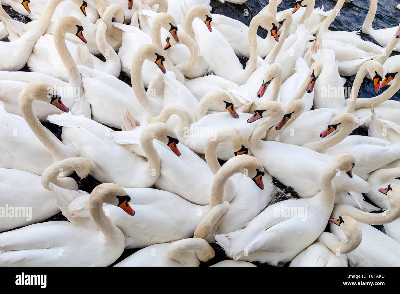 Windsor swan hi-res stock photography and images - Alamy