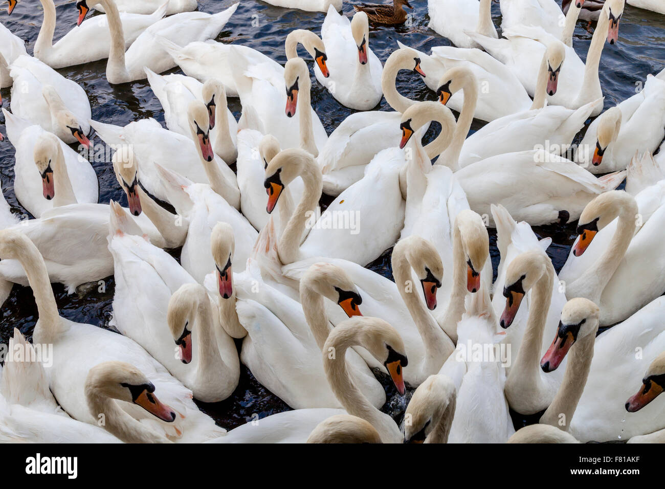 Swans On The River Thames At Windsor, Windsor, Berkshire, UK Stock ...