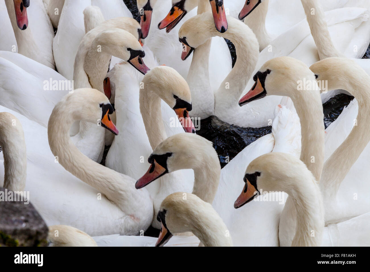 Windsor swan hi-res stock photography and images - Alamy