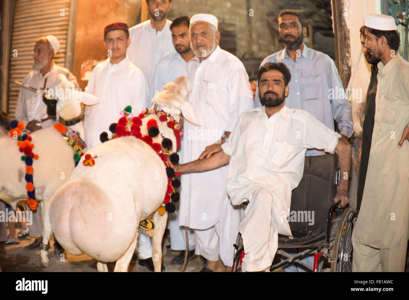 PESHAWAR, PAKISTAN, 23 Sep 2015: Vendor selling healthy sheep 200-250 ...