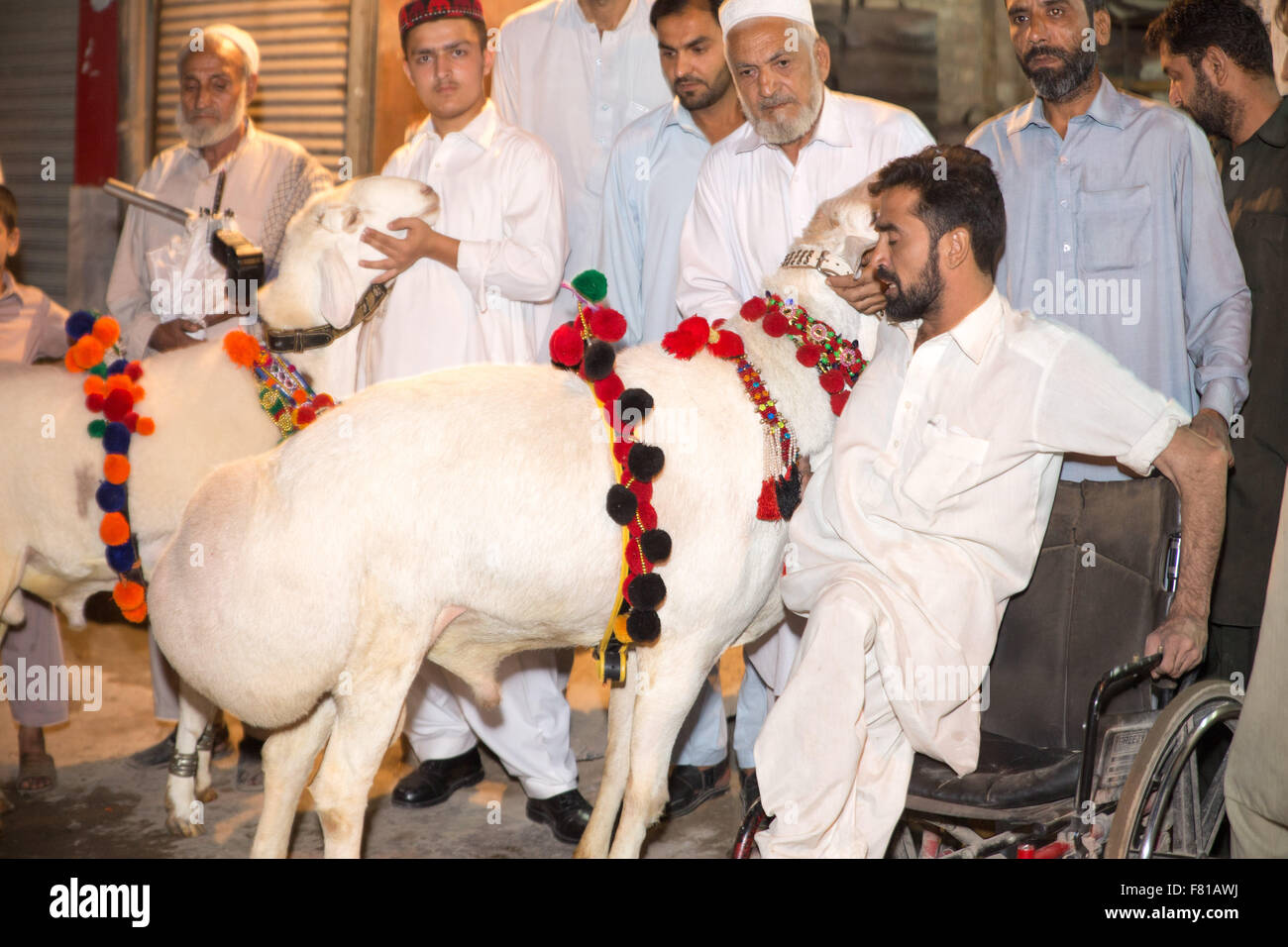 PESHAWAR, PAKISTAN, 23 Sep 2015: Vendor selling healthy sheep 200-250 ...