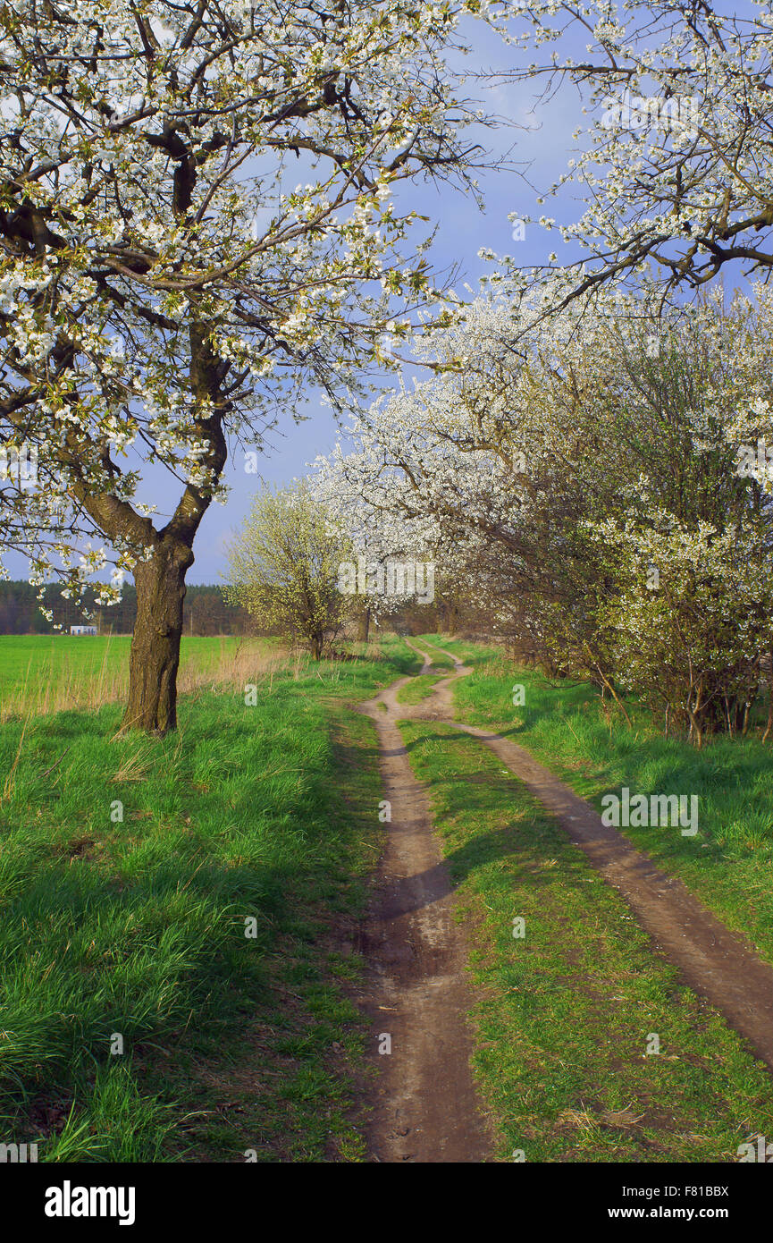 A country road and white flowering trees Stock Photo - Alamy