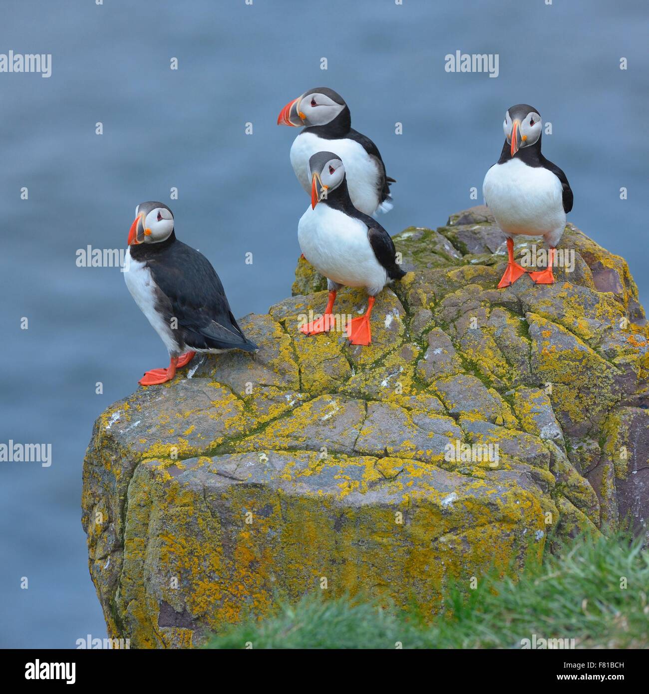 Atlantic puffins hi-res stock photography and images - Alamy