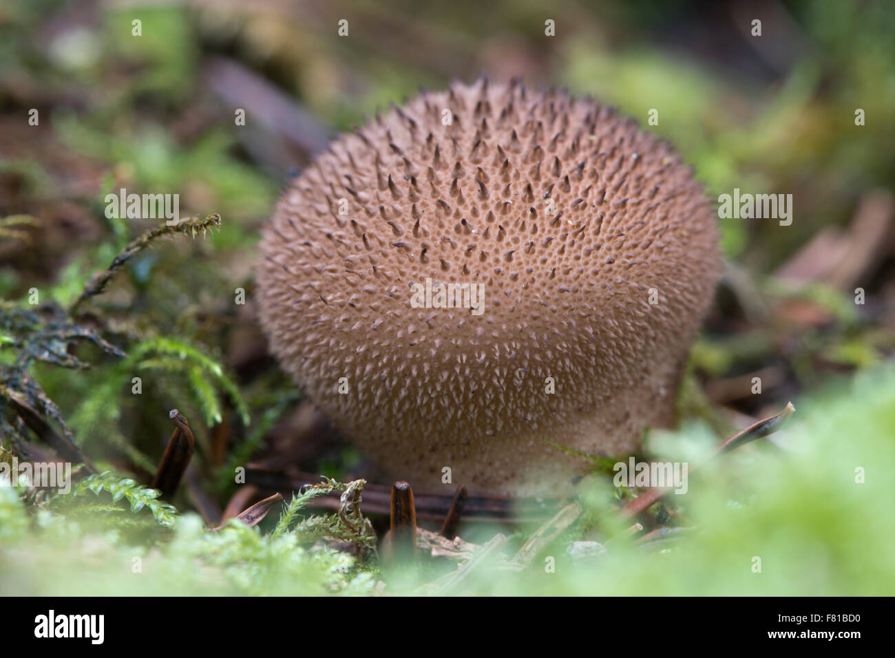 Umber brown puffball hi-res stock photography and images - Alamy