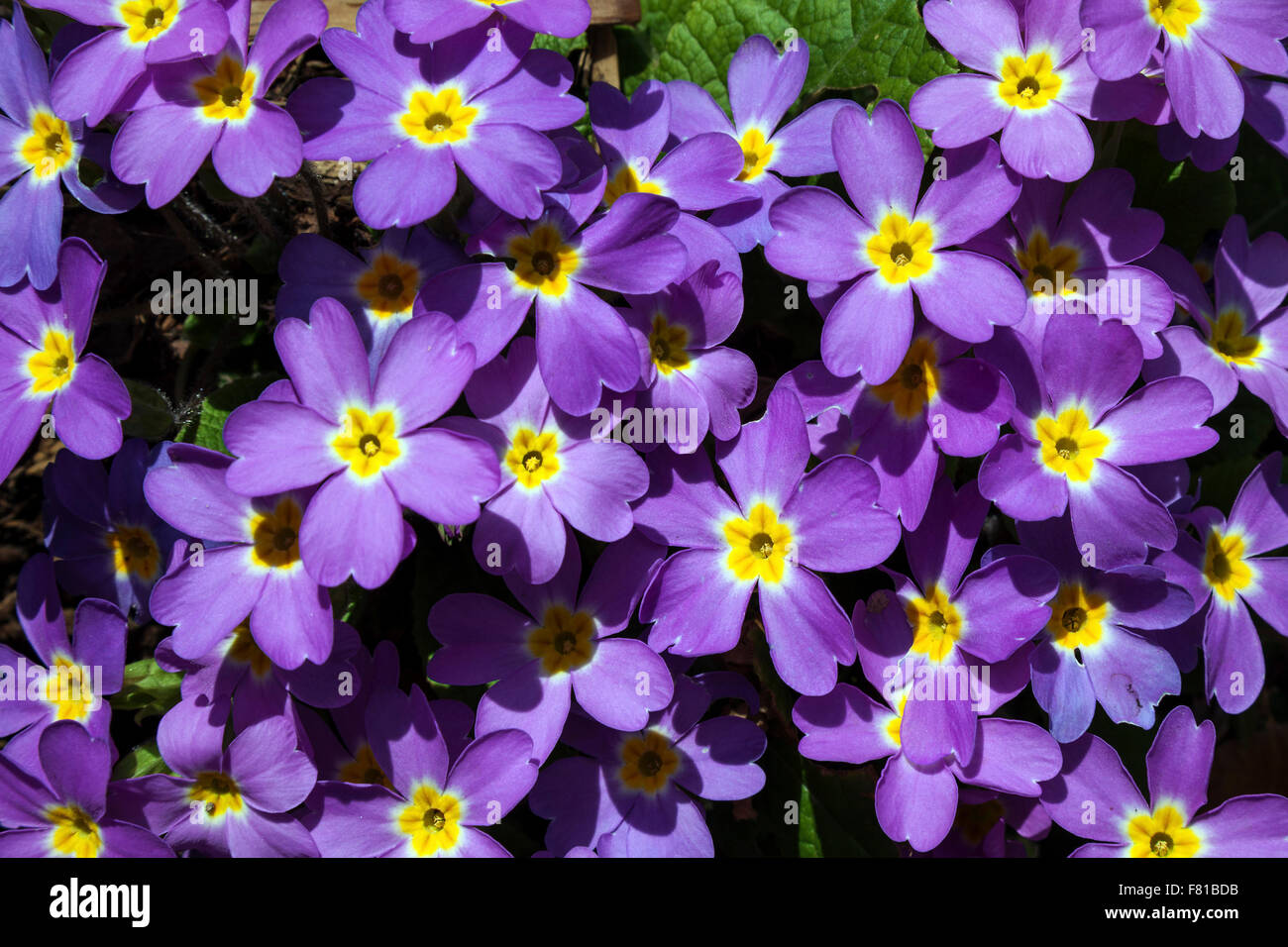 Purple primrose (Primula sp.), Germany Stock Photo - Alamy