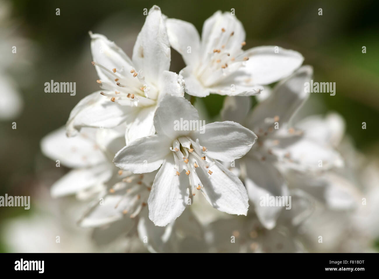 Plant flower white deutzia hi-res stock photography and images - Alamy