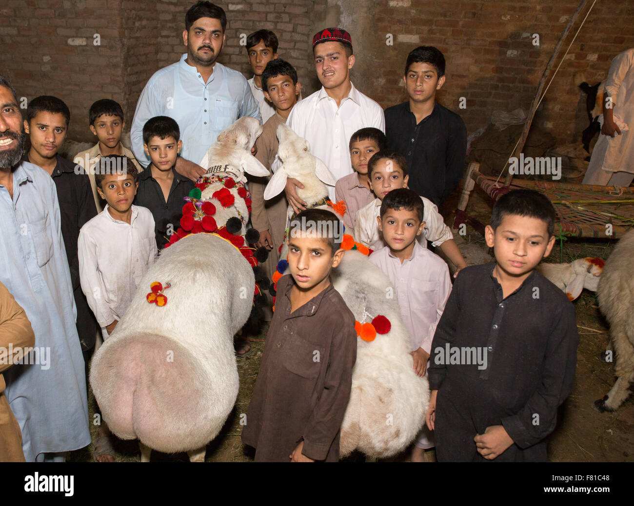 PESHAWAR, PAKISTAN, 23 Sep 2015: Vendor selling healthy sheep 200-250 ...