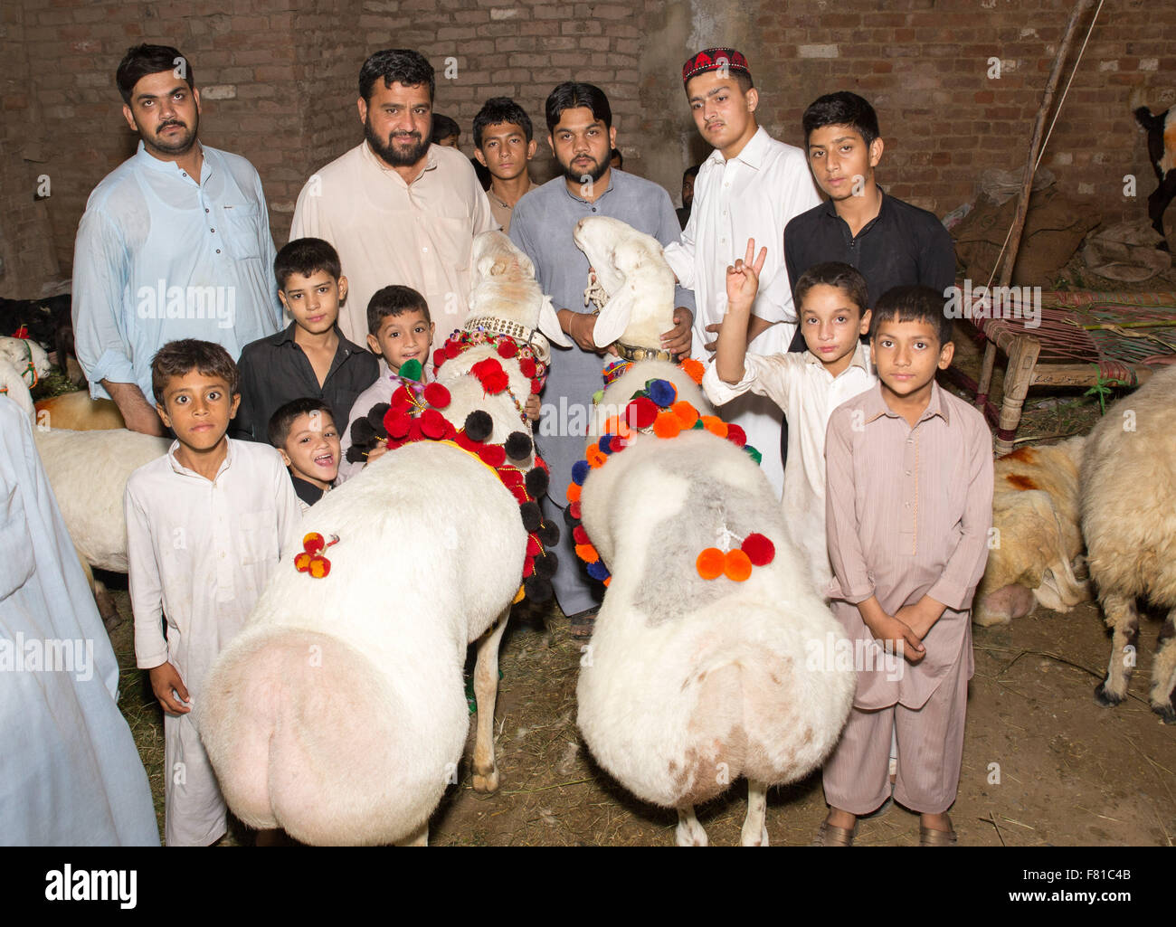 PESHAWAR, PAKISTAN, 23 Sep 2015: Vendor selling healthy sheep 200-250 ...