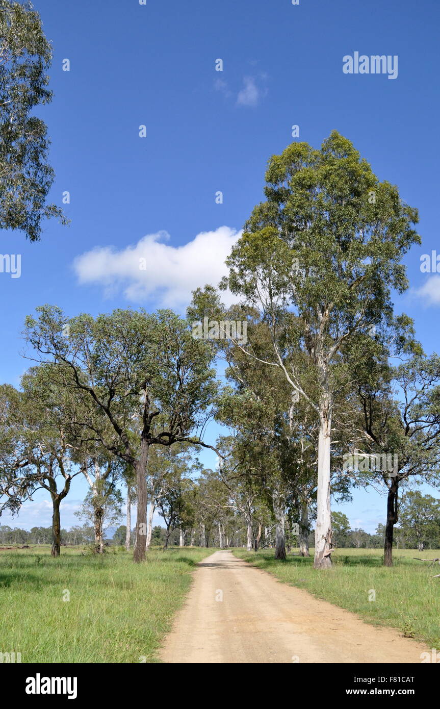 Roaming Australian Bush High Resolution Stock Photography and Images ...