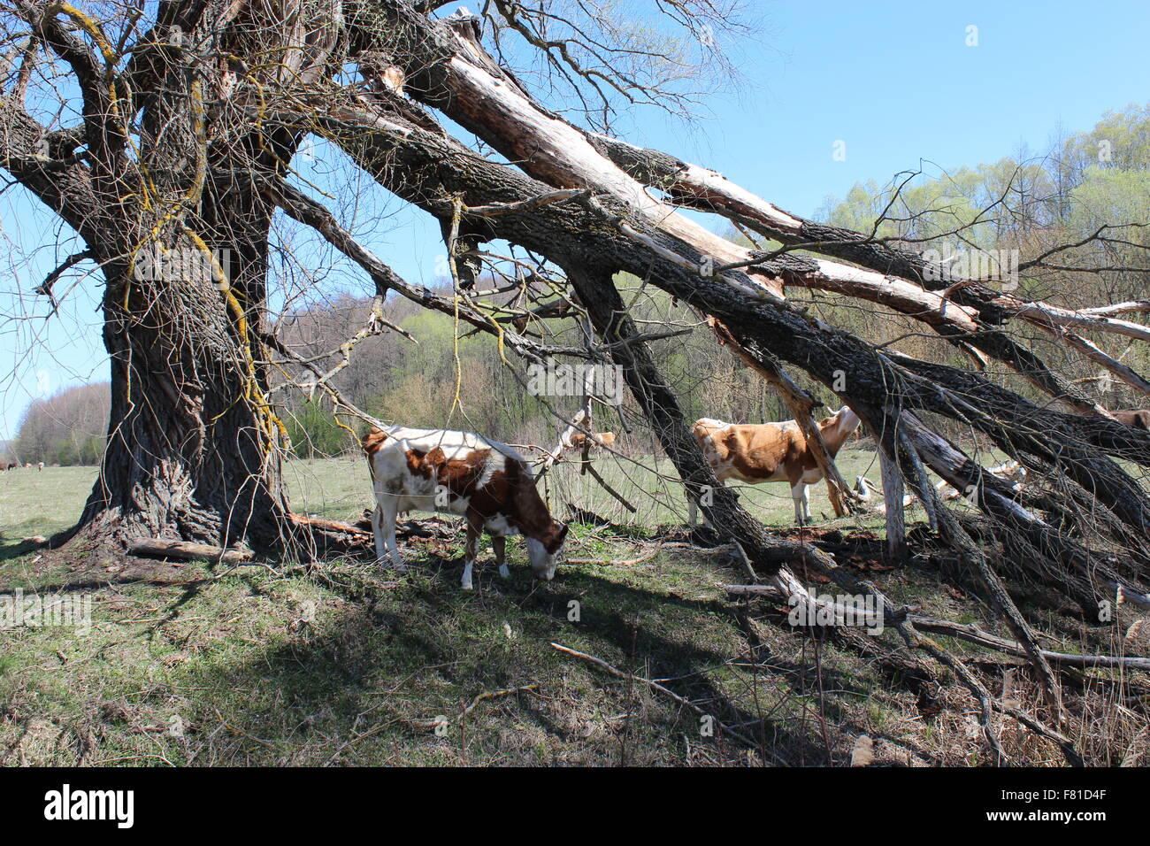 Huge fallen tree hi-res stock photography and images - Alamy