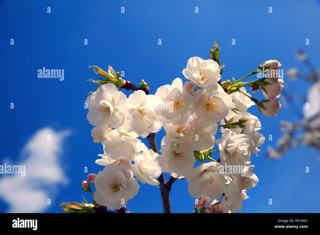 Blooming spring tree branch background Stock Photo - Alamy