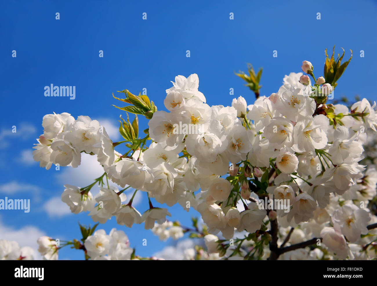 Blooming spring tree branch background Stock Photo - Alamy