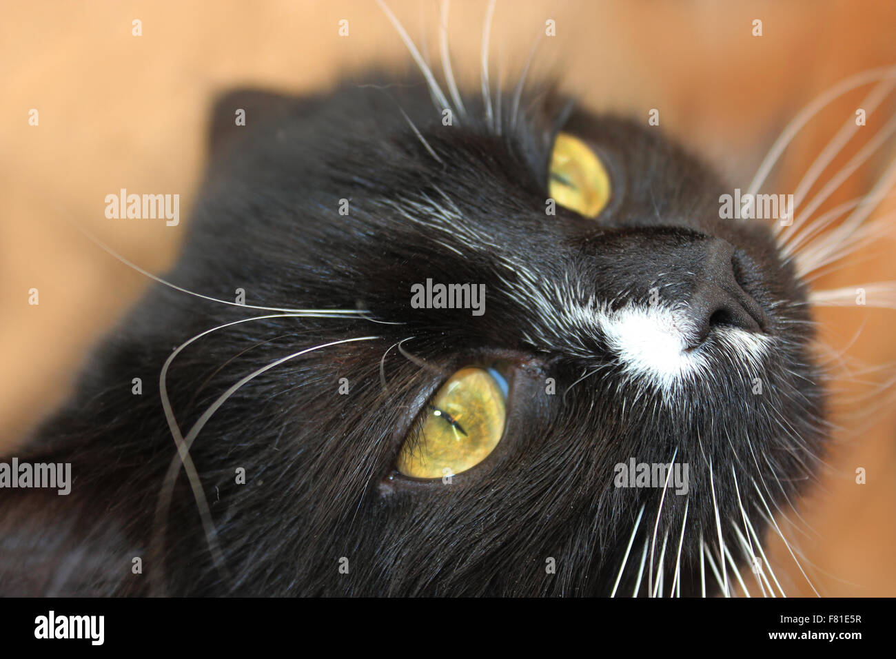 Angry white cat hi-res stock photography and images - Alamy