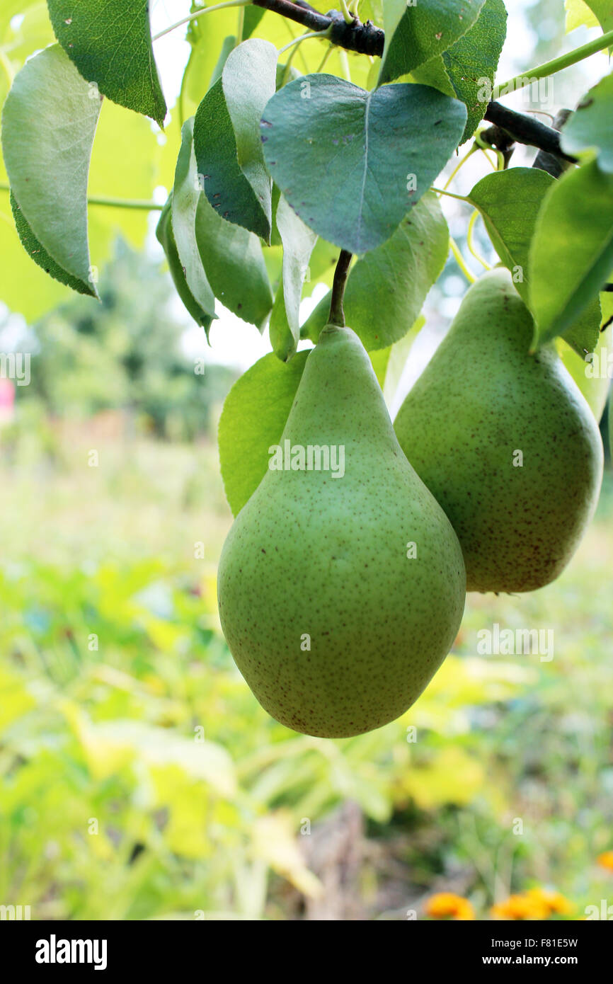 Pear tree fruit hi-res stock photography and images - Alamy
