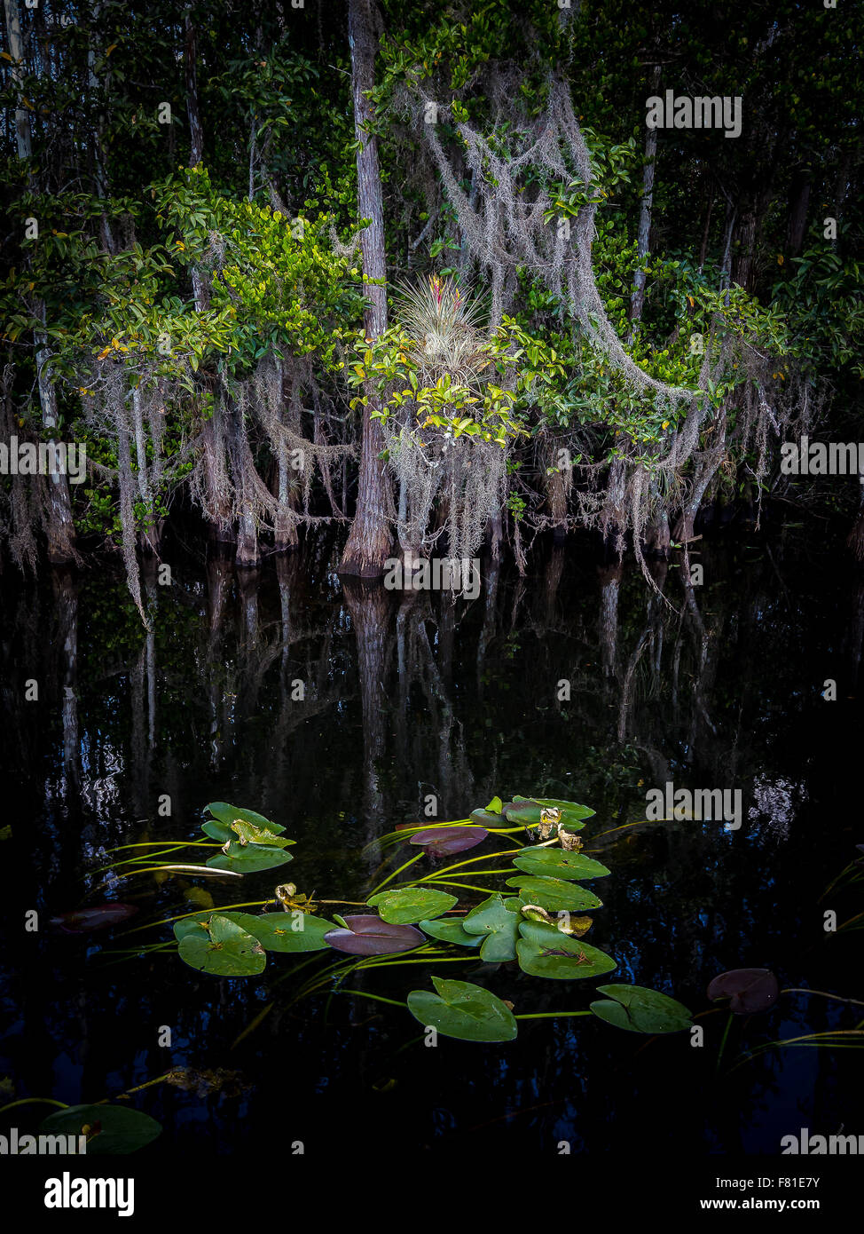 Swamp landscape hi-res stock photography and images - Alamy