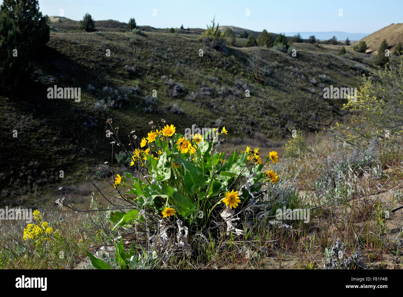 Juniper dunes wilderness hi-res stock photography and images - Alamy